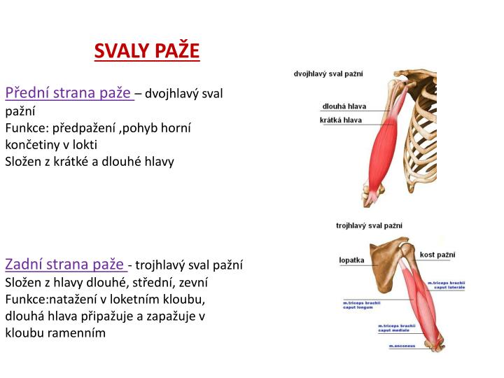 PPT - Není –li uvedeno jinak, je tento materiál zpracován Bc.Marií ...
