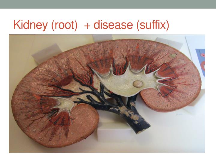 PPT - Medical Terminology PowerPoint Presentation - ID:5782155