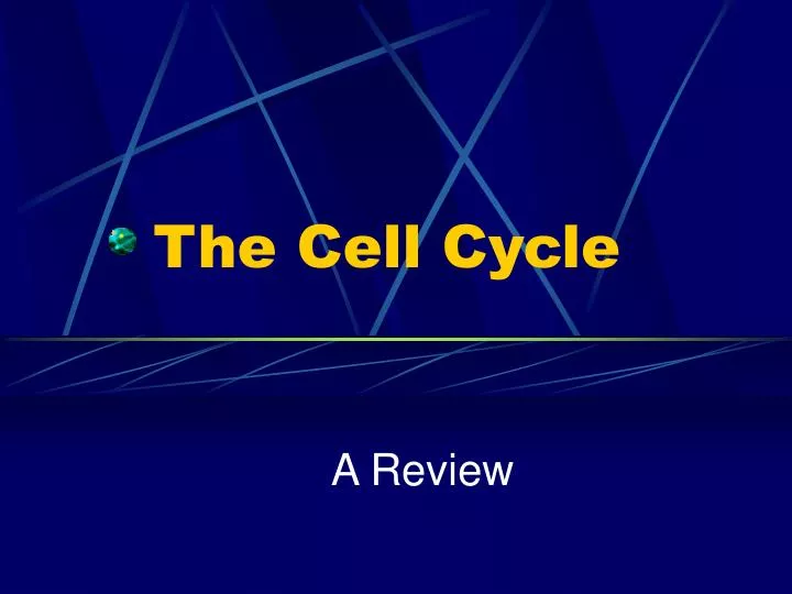 PPT - The Cell Cycle PowerPoint Presentation, free download - ID:5784440