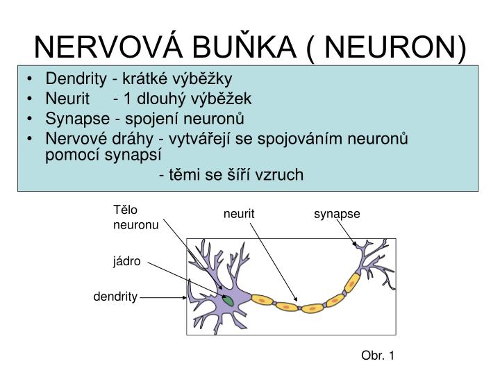 PPT - NERVOVÁ SOUSTAVA PowerPoint Presentation - ID:5784919