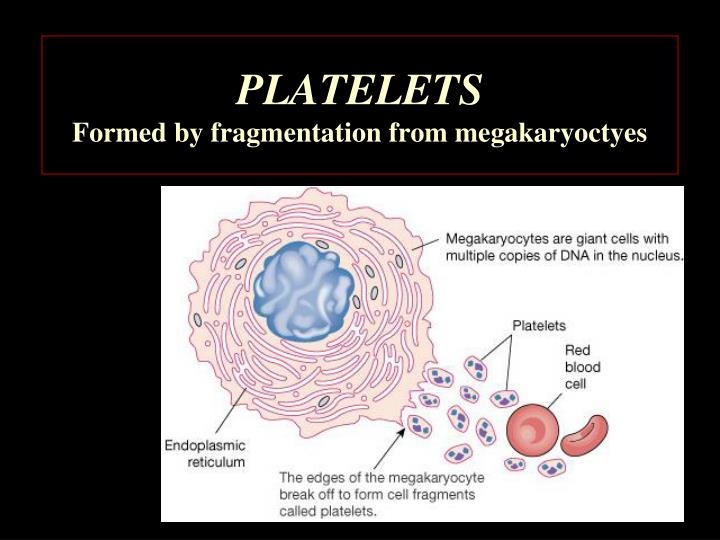 PPT - HEMOSTASIS PowerPoint Presentation - ID:5784930