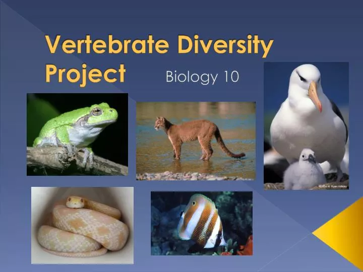 PPT - Vertebrate Diversity Project PowerPoint Presentation, free ...