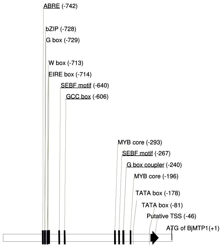 PPT - TATA box ( PowerPoint Presentation, free download - ID:5791515