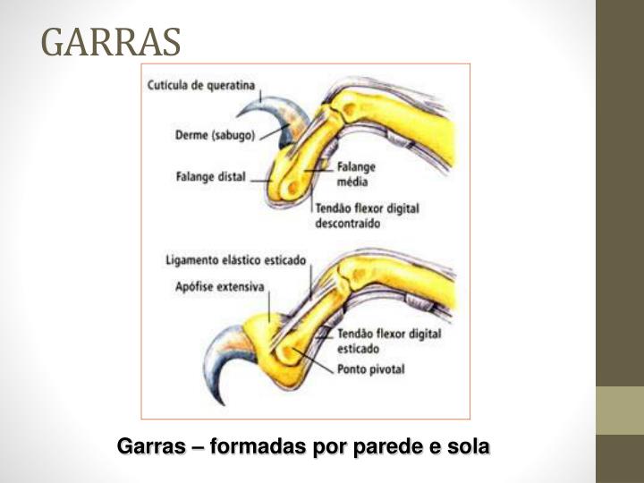 PPT - SISTEMA TEGUMENTAR PowerPoint Presentation - ID:5791854
