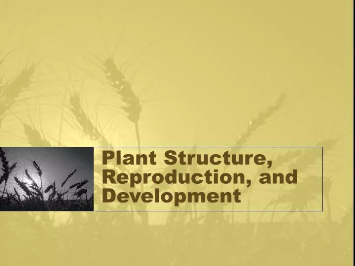PPT - Plant Structure, Reproduction, and Development PowerPoint ...