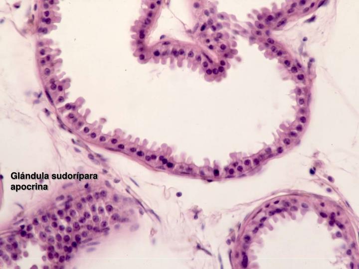 PPT - TEGUMENTARIO PowerPoint Presentation - ID:5792155