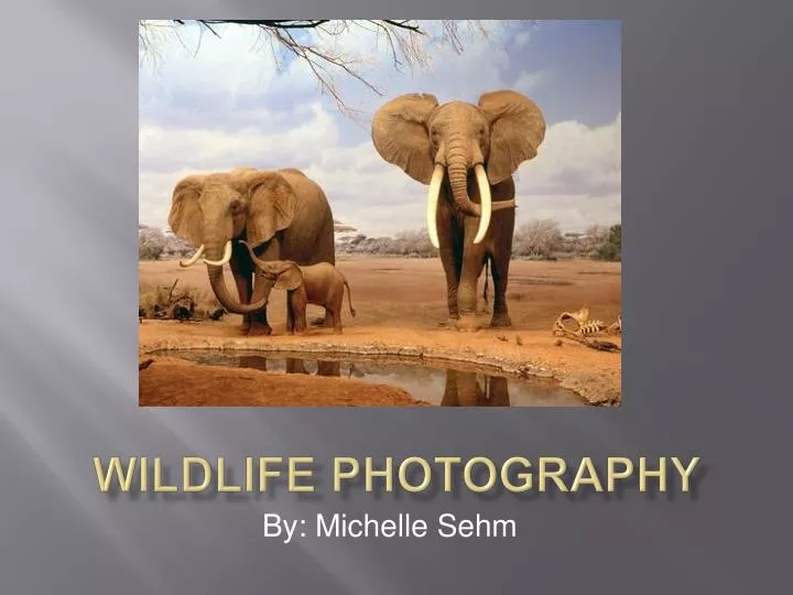 PPT - Wildlife Photography PowerPoint Presentation, free download - ID ...