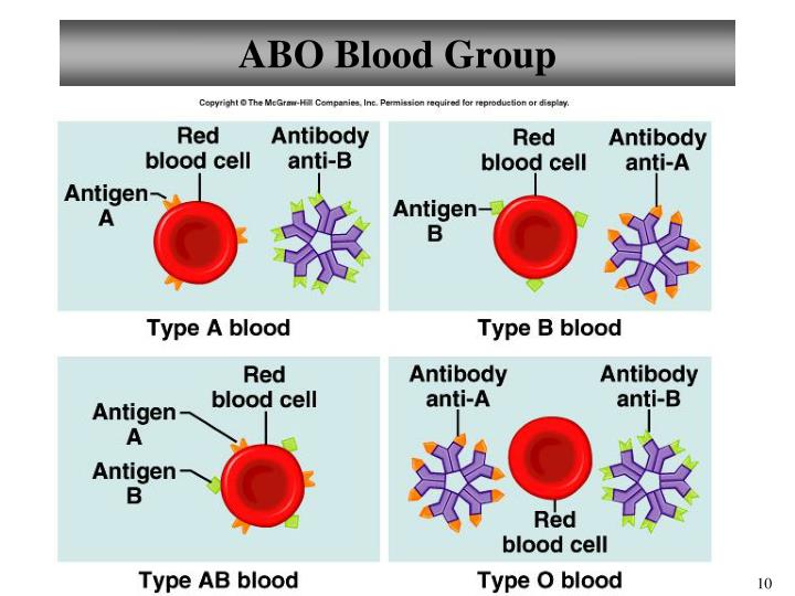 PPT - Biology 102 Laboratory 1 Blood and Blood Typing PowerPoint ...