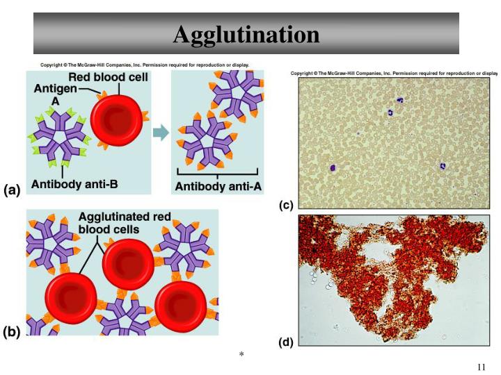 PPT - Biology 102 Laboratory 1 Blood and Blood Typing PowerPoint ...