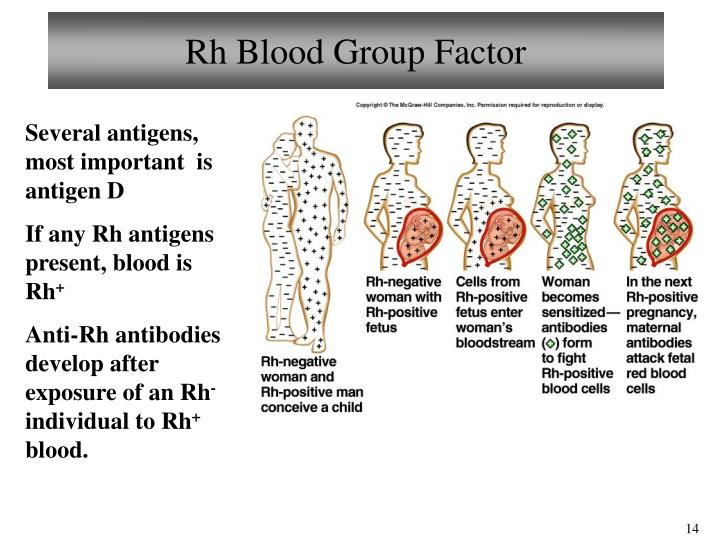 PPT - Biology 102 Laboratory 1 Blood and Blood Typing PowerPoint ...