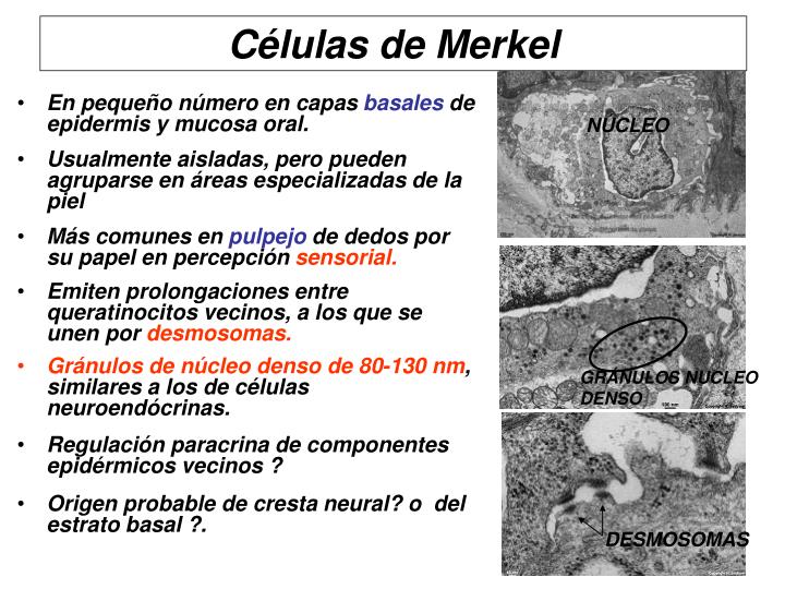 PPT - HISTOLOGÍA DE LA PIEL PowerPoint Presentation - ID:5792739