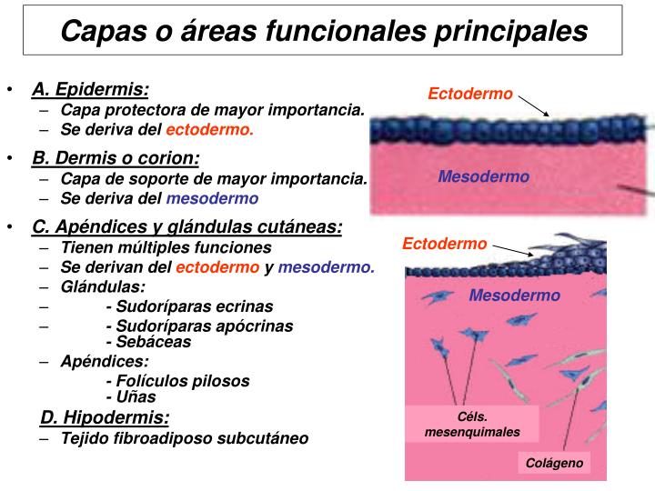 PPT - HISTOLOGÍA DE LA PIEL PowerPoint Presentation - ID:5792739