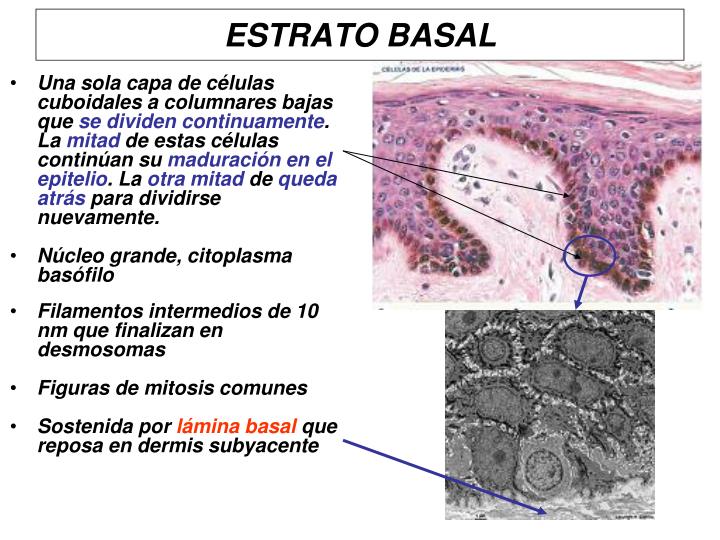 PPT - HISTOLOGÍA DE LA PIEL PowerPoint Presentation - ID:5792739
