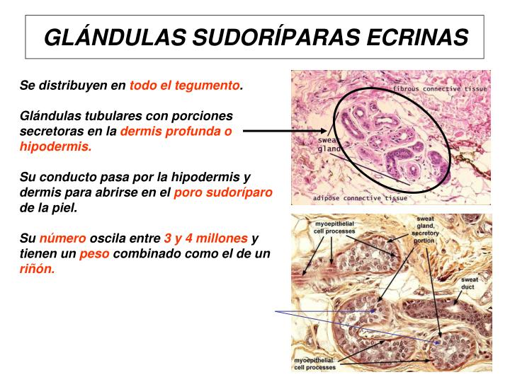 PPT - HISTOLOGÍA DE LA PIEL PowerPoint Presentation - ID:5792739