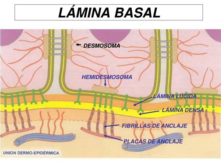 PPT - HISTOLOGÍA DE LA PIEL PowerPoint Presentation - ID:5792739