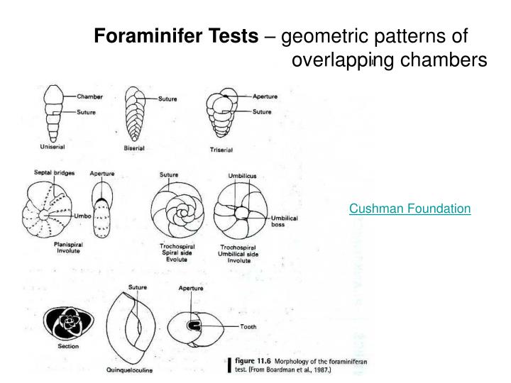 PPT - Fossil Protista PowerPoint Presentation - ID:5793277