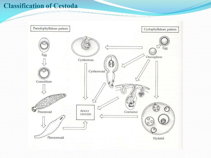 PPT - Phylum: Platyhelminthes (Flatworms) 1-Cestoda (tape worms). 2 ...
