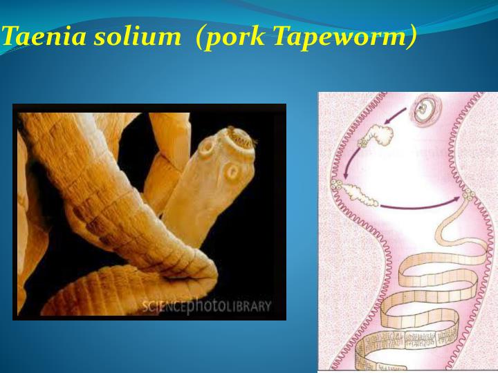 PPT - Phylum: Platyhelminthes (Flatworms) 1-Cestoda (tape worms). 2 ...
