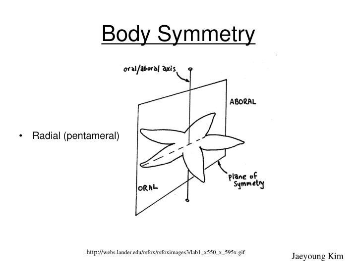 PPT - ECHINODERMATA PowerPoint Presentation - ID:5794618