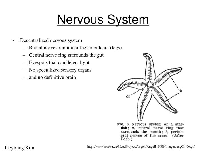 PPT - ECHINODERMATA PowerPoint Presentation - ID:5794618