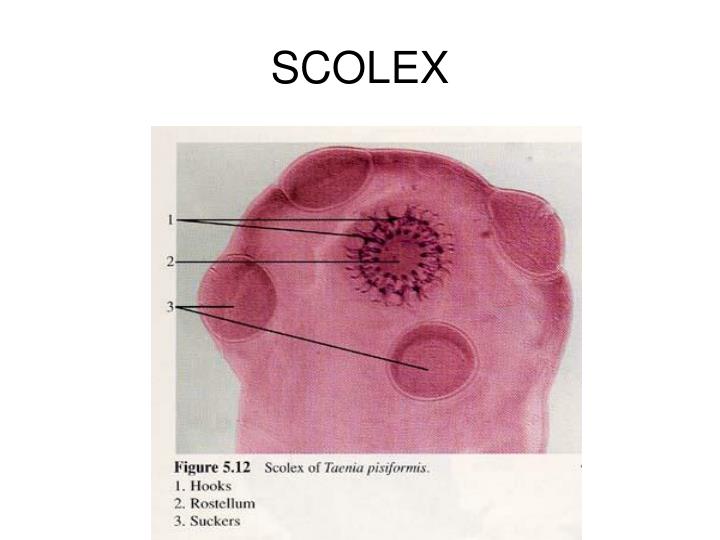 PPT - CESTODES Faculty: AGUAZIM SAMUEL, M.D. Lange Chapter 54 ...