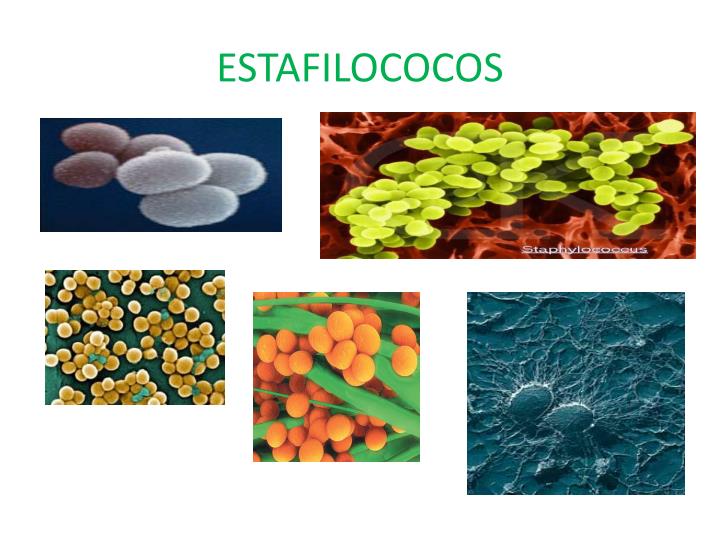 PPT - BACTERIAS PowerPoint Presentation - ID:5796177