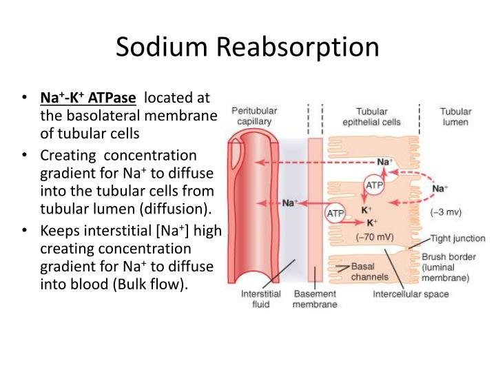 PPT - Tubular Reabsorption & Secretion PowerPoint Presentation - ID:5796768