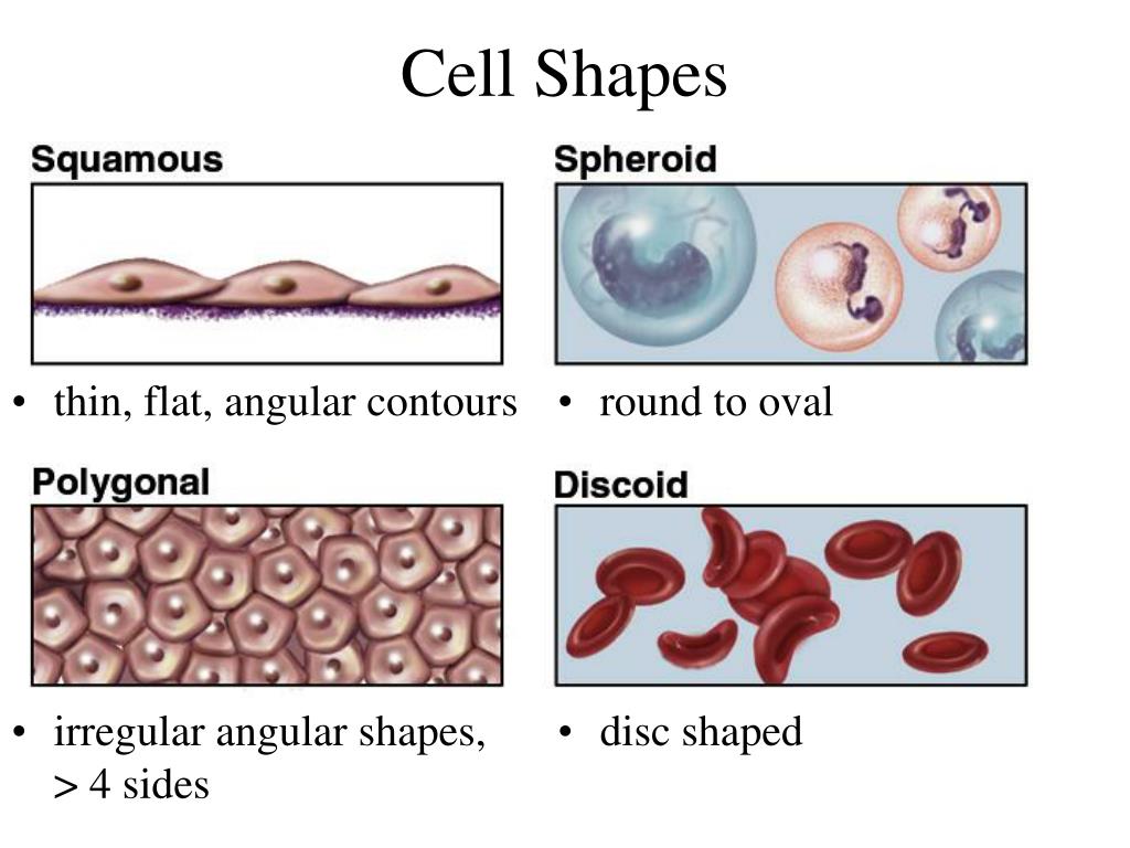 PPT Chapter 4 Cellular Form And Function PowerPoint Presentation PPT Chapter 4 Cellular Form And Function PowerPoint Presentation
