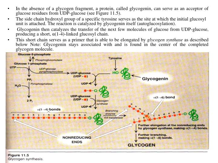 PPT - Glycogen Metabolism PowerPoint Presentation - ID:5796822