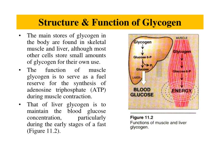 PPT - Glycogen Metabolism PowerPoint Presentation - ID:5796822