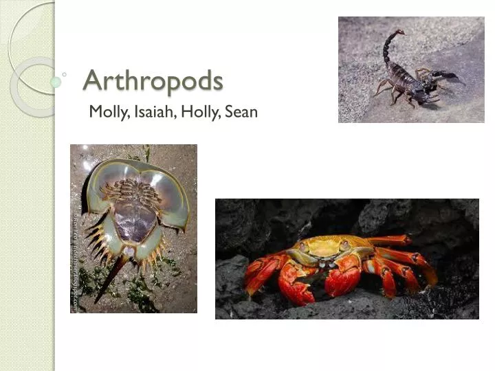 PPT - Arthropods PowerPoint Presentation, free download - ID:5797154