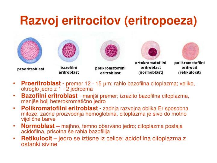 PPT - Levkociti PowerPoint Presentation - ID:5799932