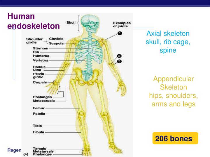 PPT - Skeletons & Muscles PowerPoint Presentation - ID:5800521