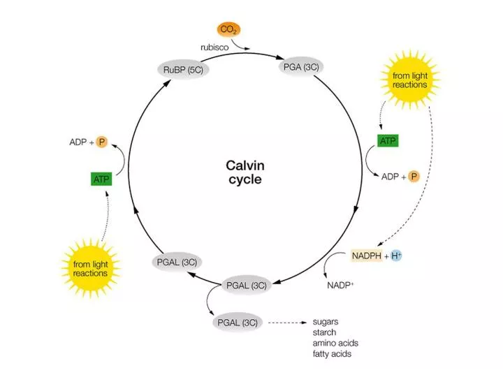 PPT - Ribulose 1,5-bisphosphate (RuBP) PowerPoint Presentation, free ...
