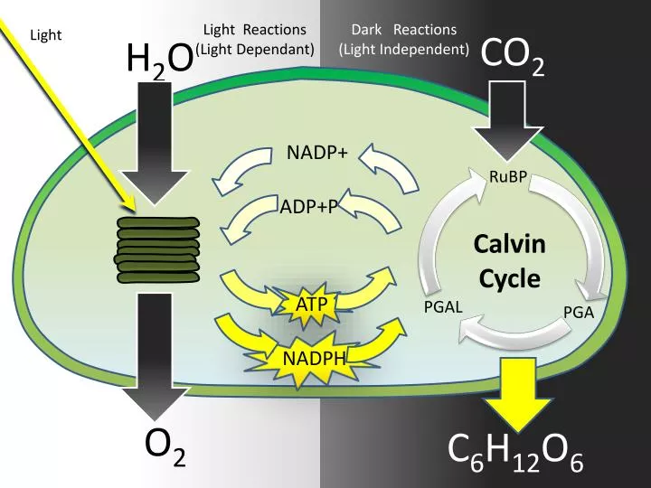 PPT - Calvin Cycle PowerPoint Presentation, free download - ID:5801824