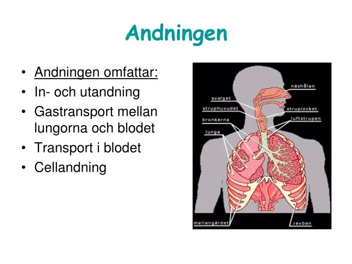 PPT - Andningen PowerPoint Presentation - ID:5802110