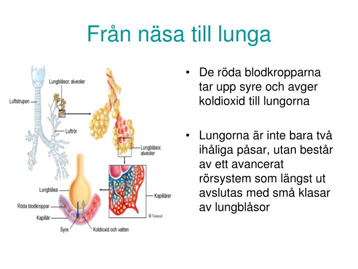 PPT - Andningen PowerPoint Presentation - ID:5802110