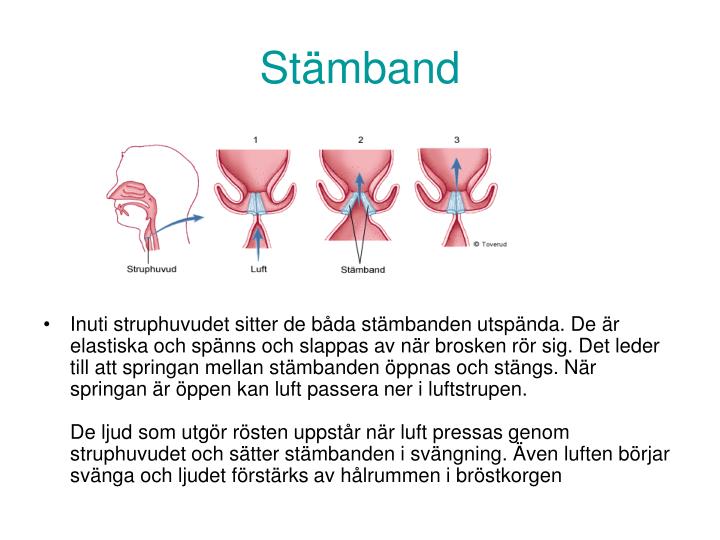 PPT - Andningen PowerPoint Presentation - ID:5802110