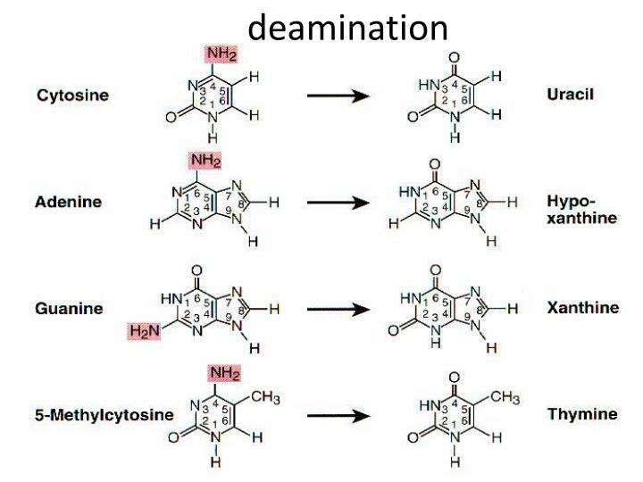 PPT - Cellular respiration-real life PowerPoint Presentation - ID:5802355