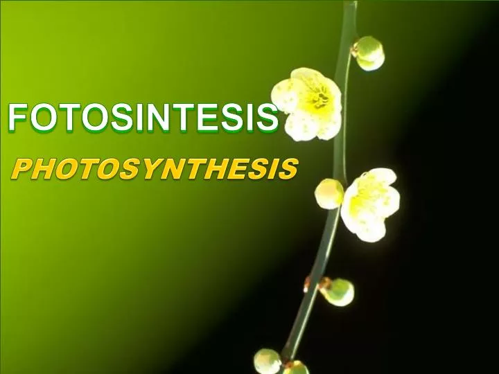 PPT - FOTOSINTESIS PowerPoint Presentation, free download - ID:5802480