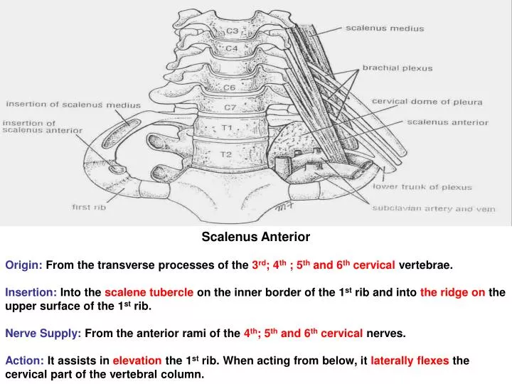 PPT - Scalenus Anterior PowerPoint Presentation, free download - ID:5805240