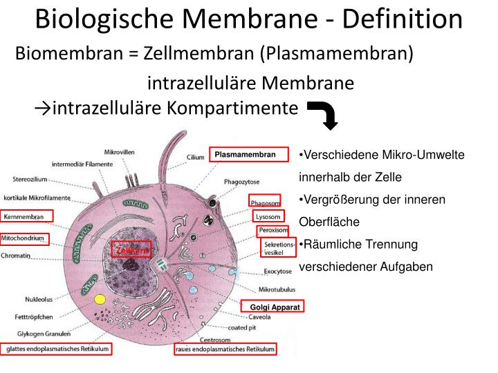 PPT - Biologische Membrane - Definition PowerPoint Presentation - ID ...