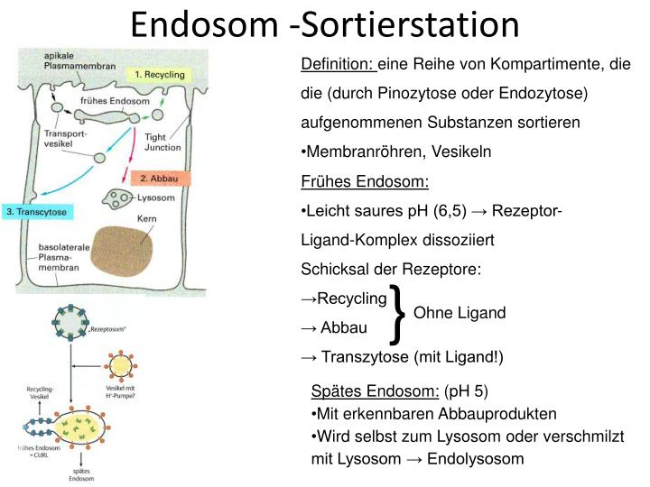 PPT - Biologische Membrane - Definition PowerPoint Presentation - ID ...