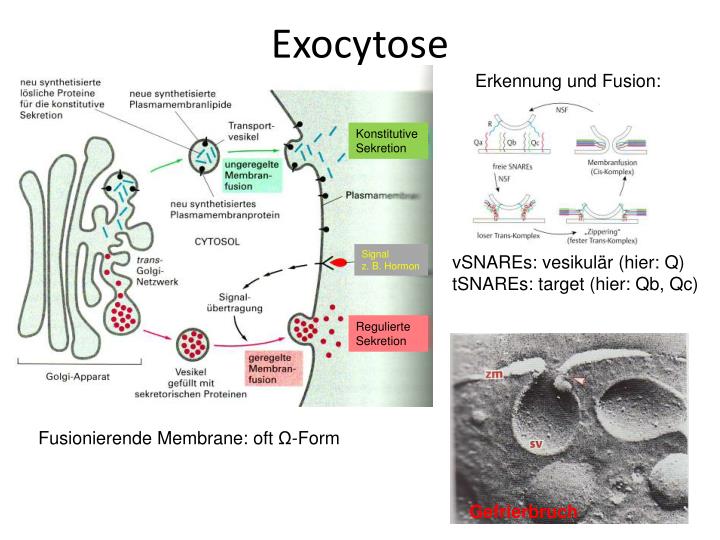 PPT - Biologische Membrane - Definition PowerPoint Presentation - ID ...
