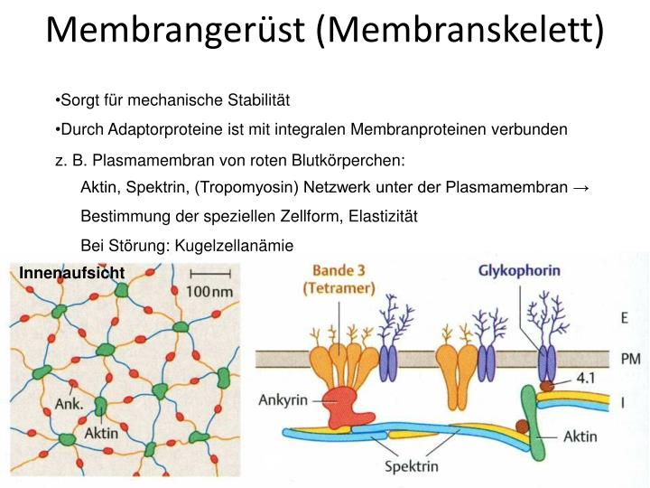 PPT - Biologische Membrane - Definition PowerPoint Presentation - ID ...