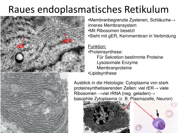 PPT - Biologische Membrane - Definition PowerPoint Presentation - ID ...