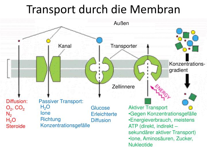 PPT - Biologische Membrane - Definition PowerPoint Presentation - ID ...