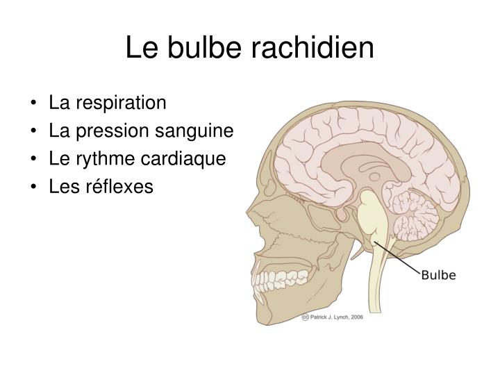 PPT - Les structures du cerveau PowerPoint Presentation - ID:5806976