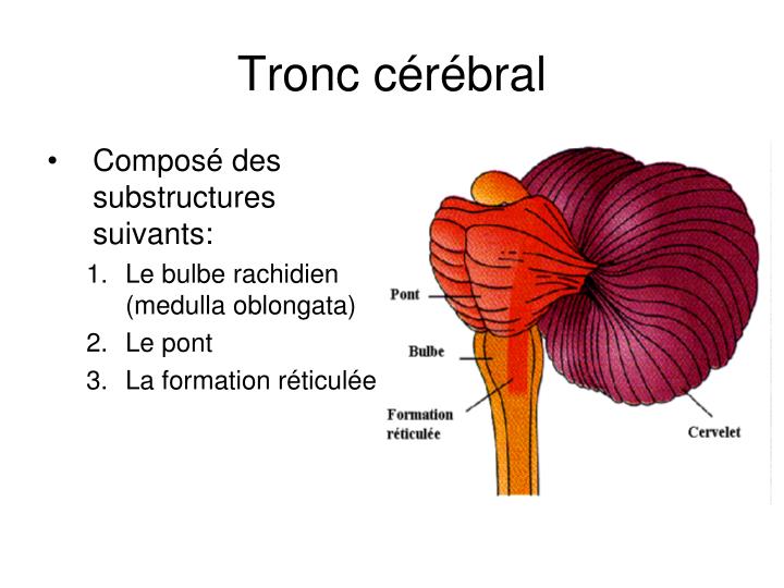 PPT - Les structures du cerveau PowerPoint Presentation - ID:5806976