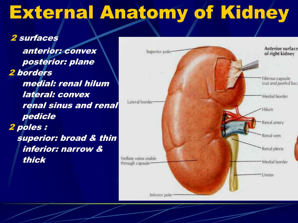 Kidney Anatomy Location Kidney Anatomy Location